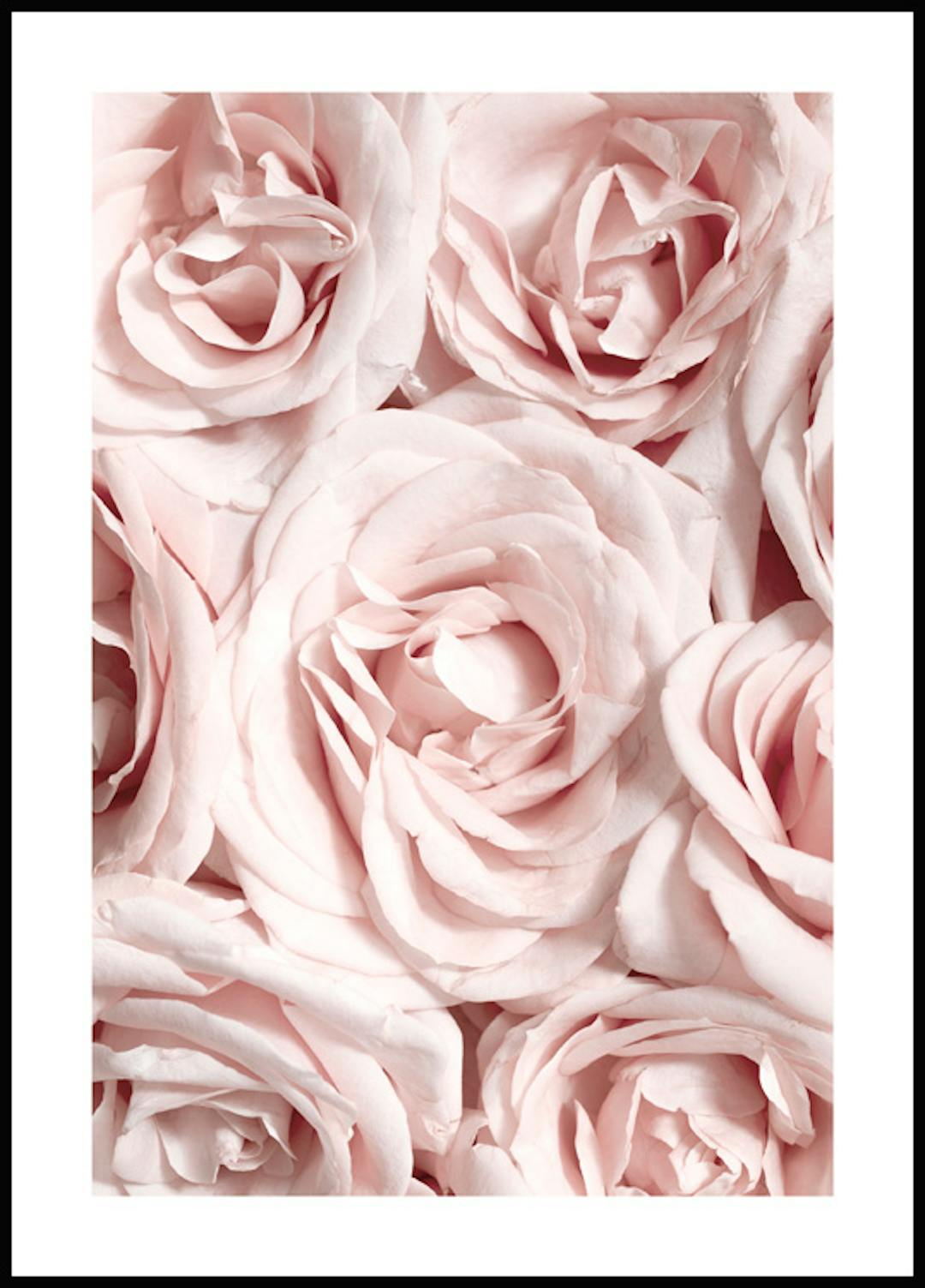 Garden Roses Poster - Pink flowers print