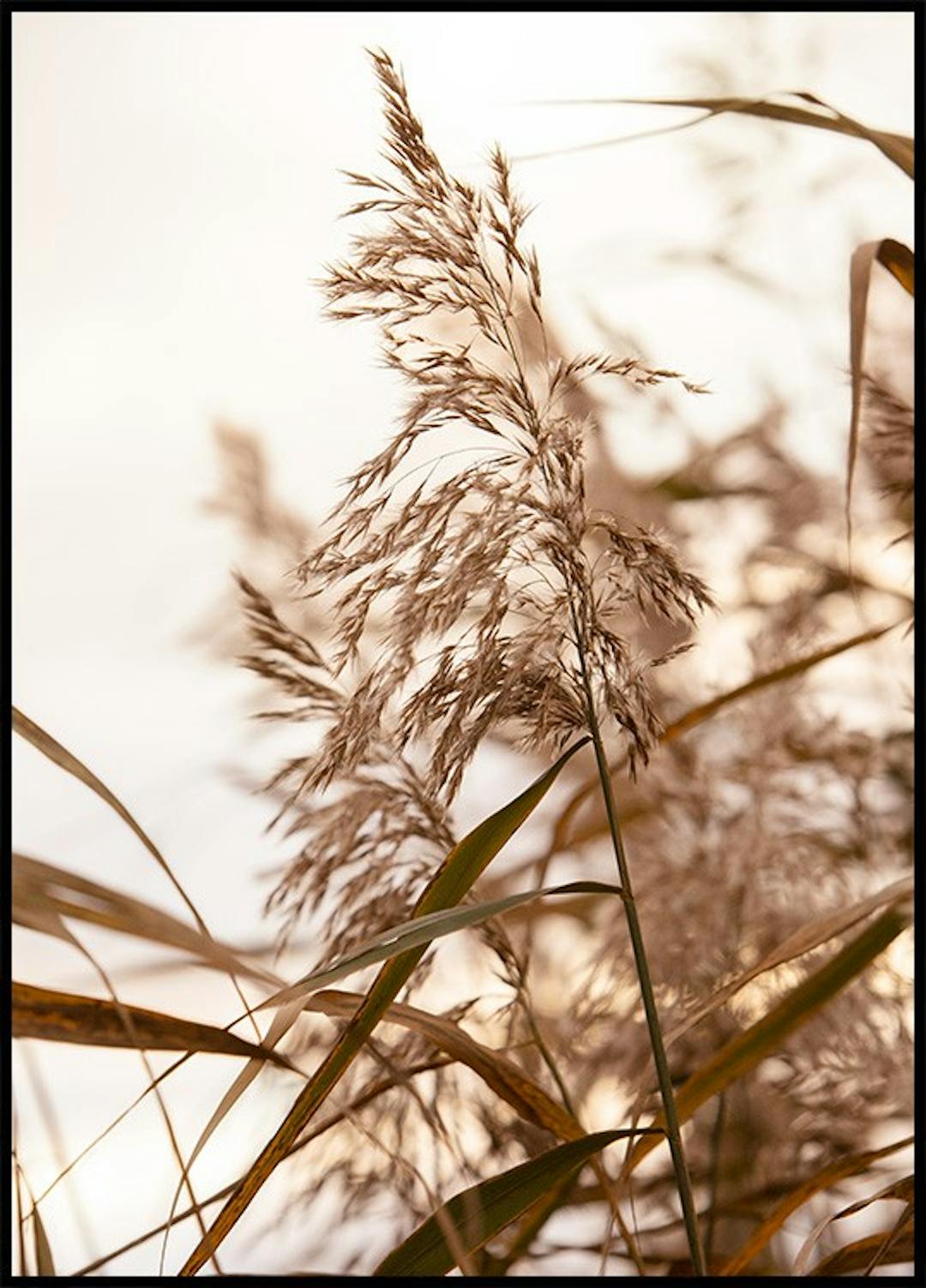 Calm Field Poster | Desert Sunset Landscape Wall Art | Serene Decor by ...