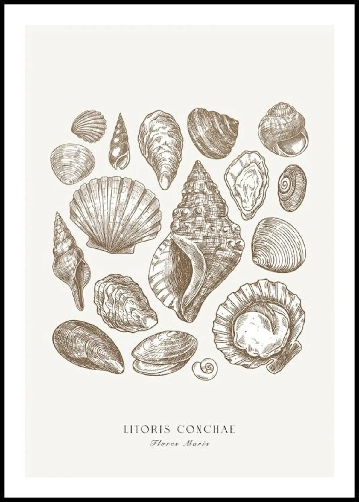 Great Scallop Poster | Scallops Pictures Wall Art | Vintage Shell Decor ...