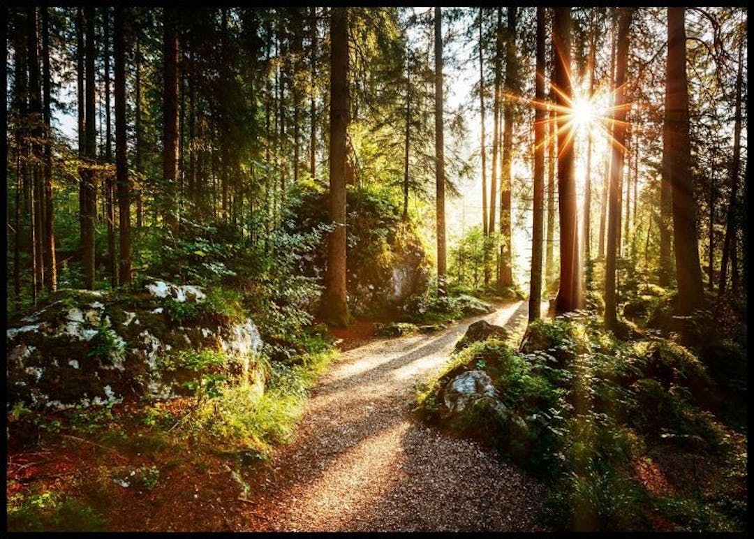 Forest Waterfall Poster | Waterfall Poster for Nature Lovers | Poster ...