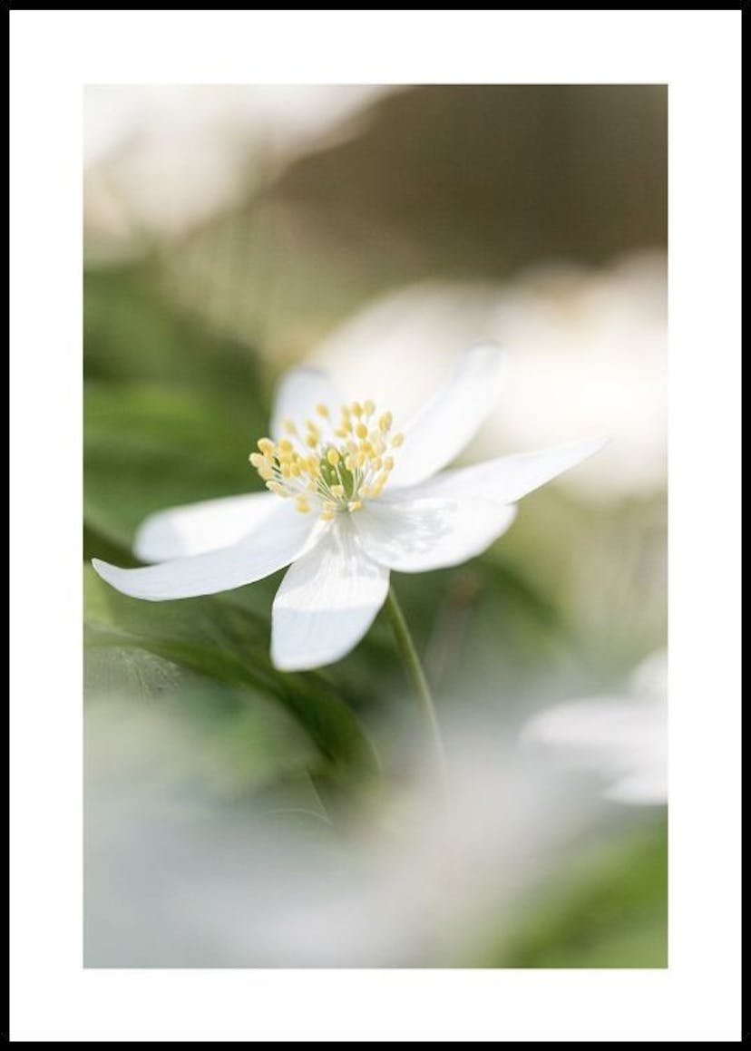 Poster Store | Tauluja ja Julisteita netissä | Julisteet & Kehykset