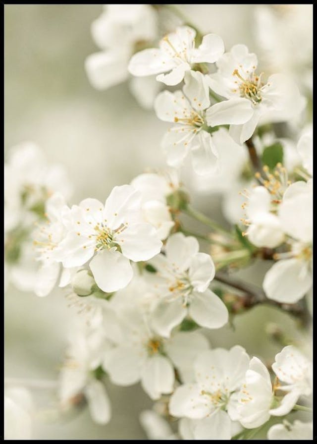 Poster Store - Décoration murale - Posters et Cadres