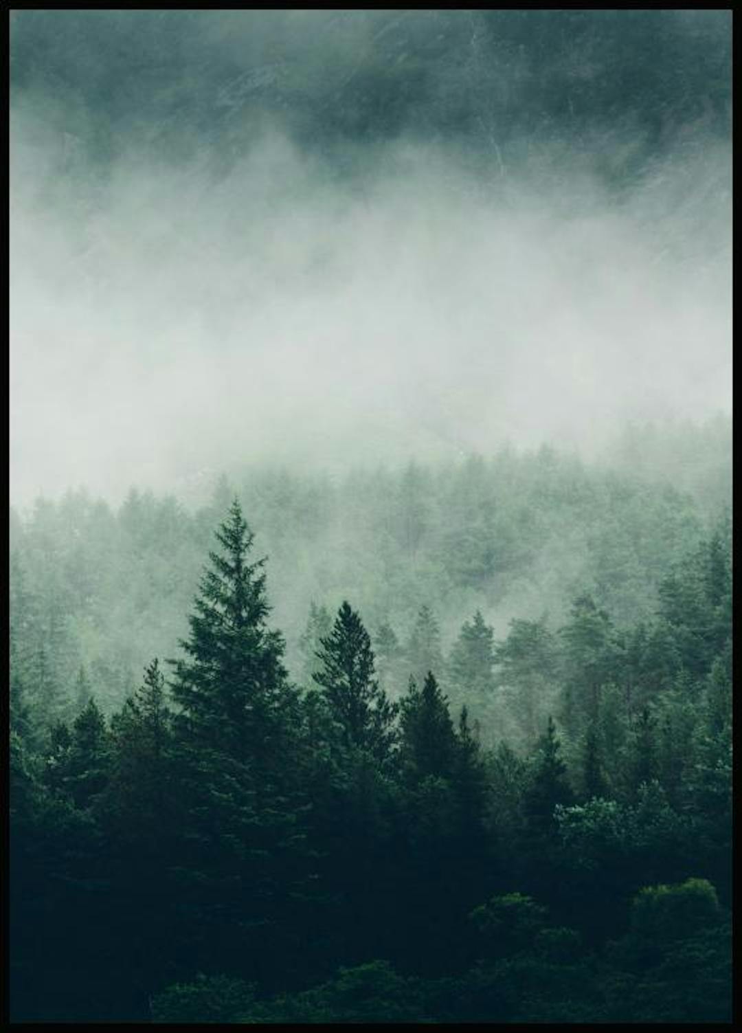 Forest trees Poster